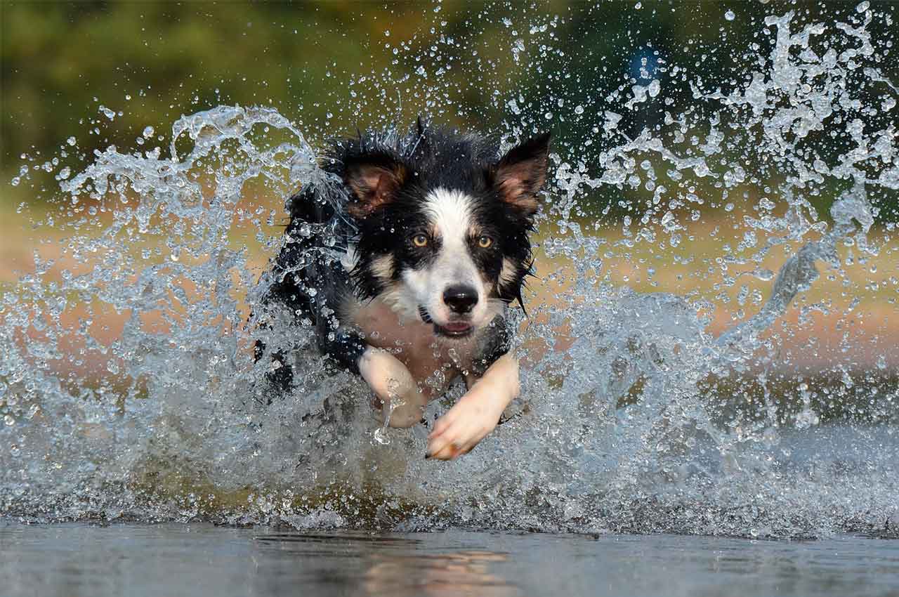 Border Collie - Conheça melhor esta raça Border Collie - Conheça melhor esta raça