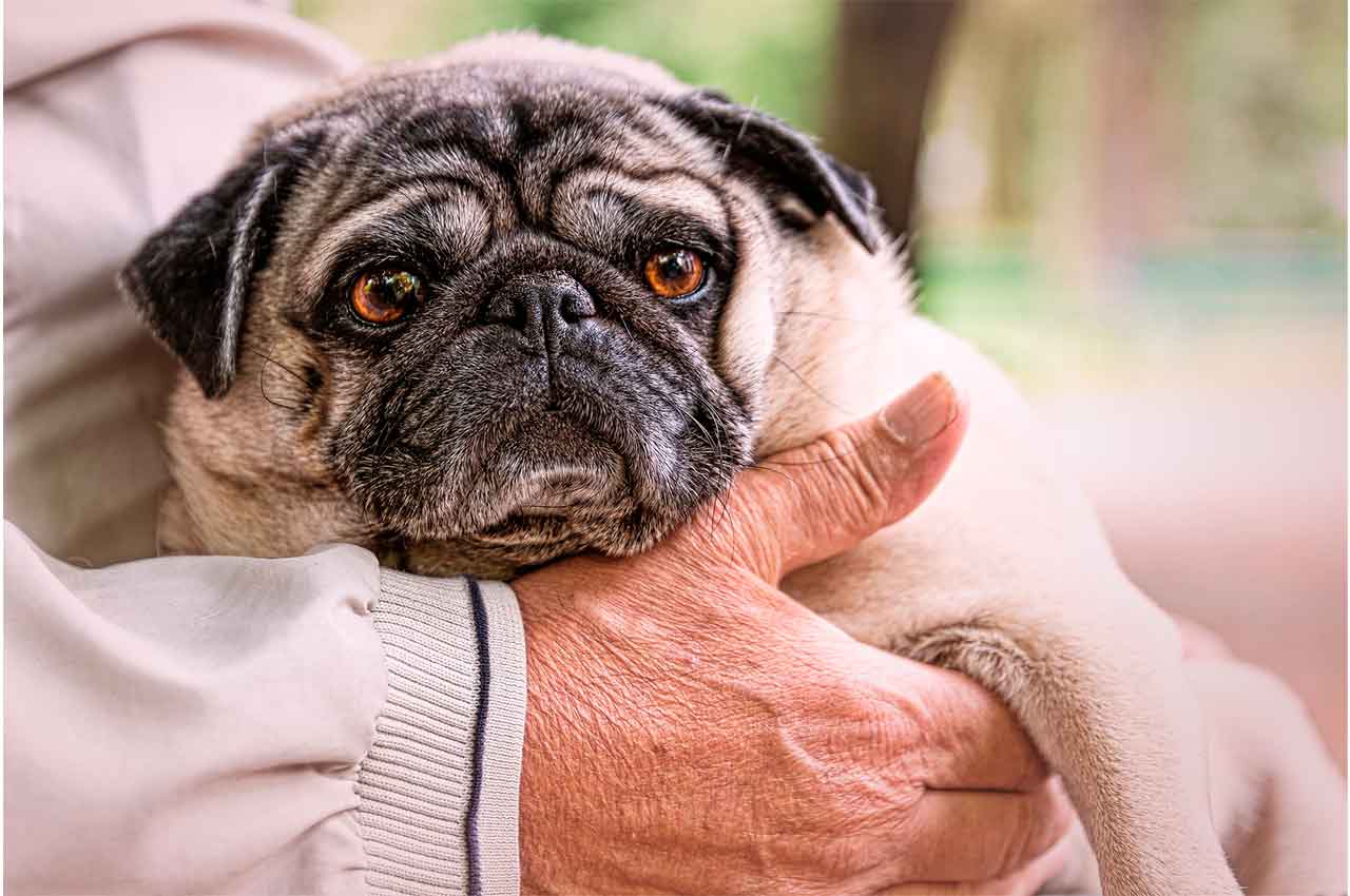 Tabela idade dos cachorros - Quando um cão vira idoso Tabela idade dos cachorros - Quando um cão vira idoso