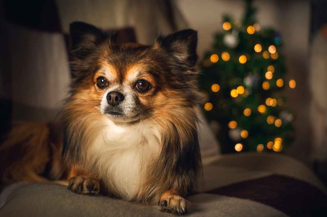Conheça a raça Chihuahua: Pequenos e espertos companheiros
