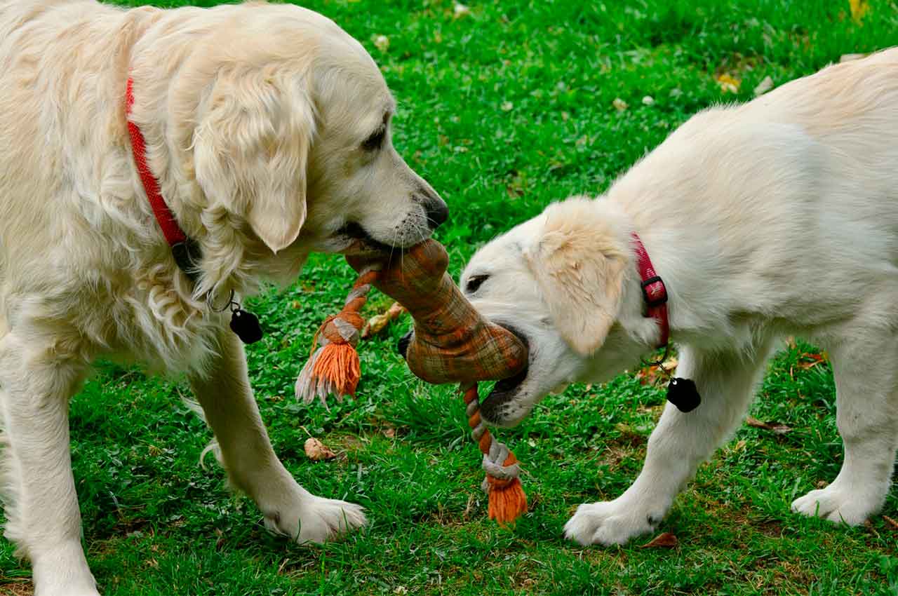 Golden Retriever e Labrador: Guia definitivo de suas diferenças 2023