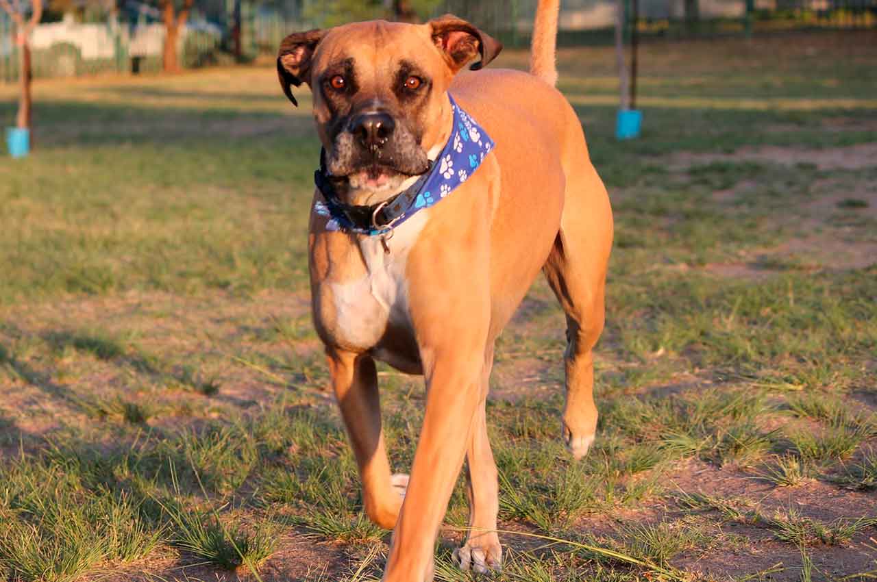 Cães de guarda as 5 Melhores Raças e Tudo que Você Precisa Saber
