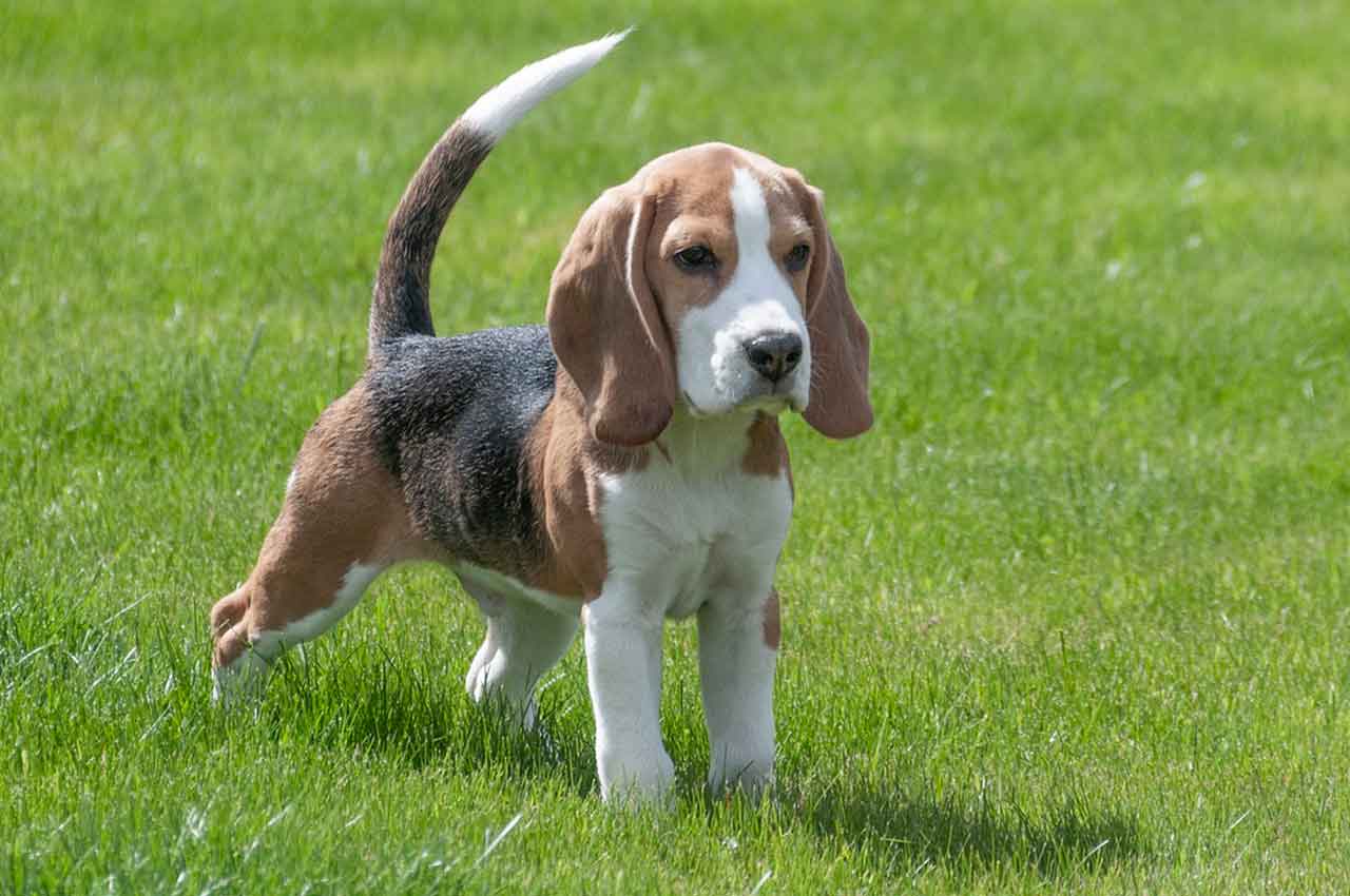 beagle Conheça uma Raça Encantadora de Cães 2023