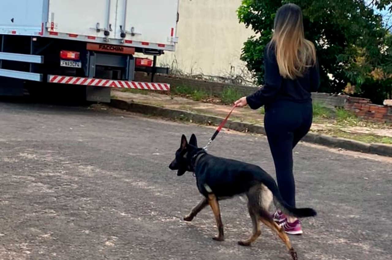 Cães de guarda as 5 Melhores Raças e Tudo que Você Precisa Saber