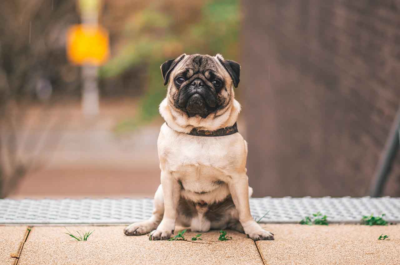 Raça de Cachorro Pug: Conheça o Encantador Cãozinho de Carinha Amassada