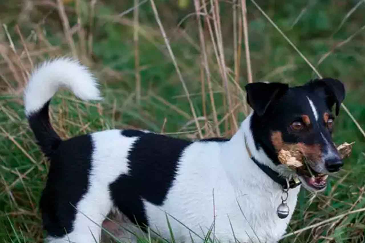 Cachorro Fox Paulistinha: Pequeno, Vibrante e Cativante