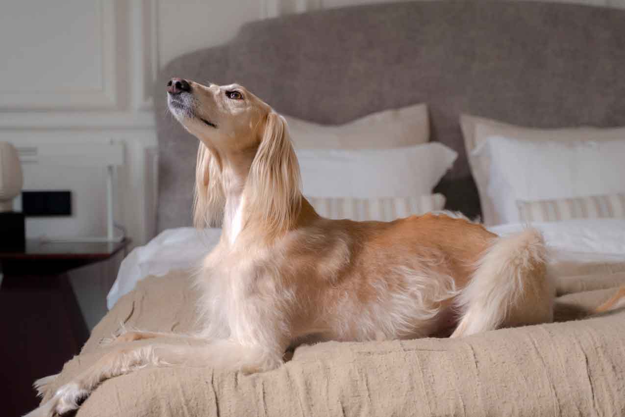 Cachorro Galgo: Beleza, Velocidade e Gentileza - VemCaoMigo