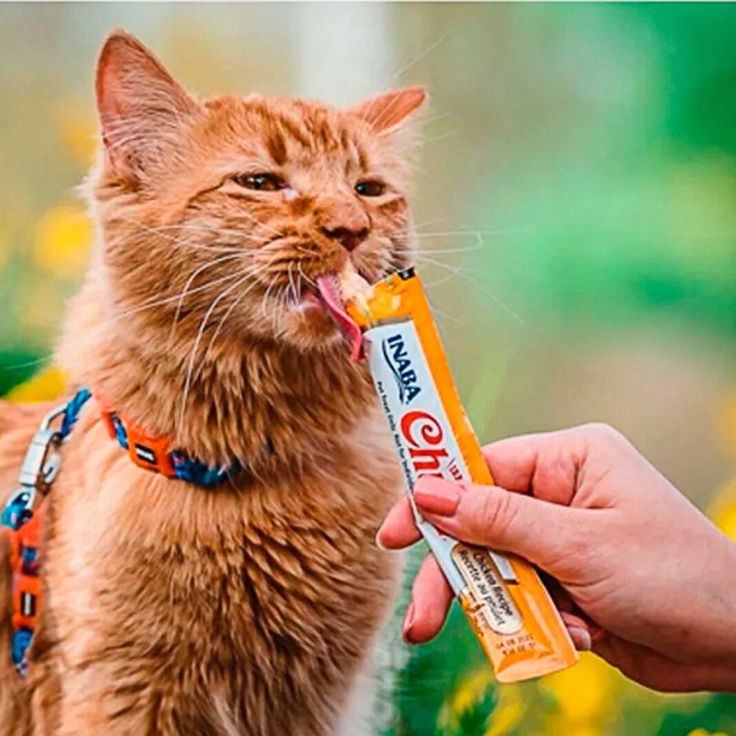 Churu Gatos: Por Que é Tão Amado e Outras Curiosidades