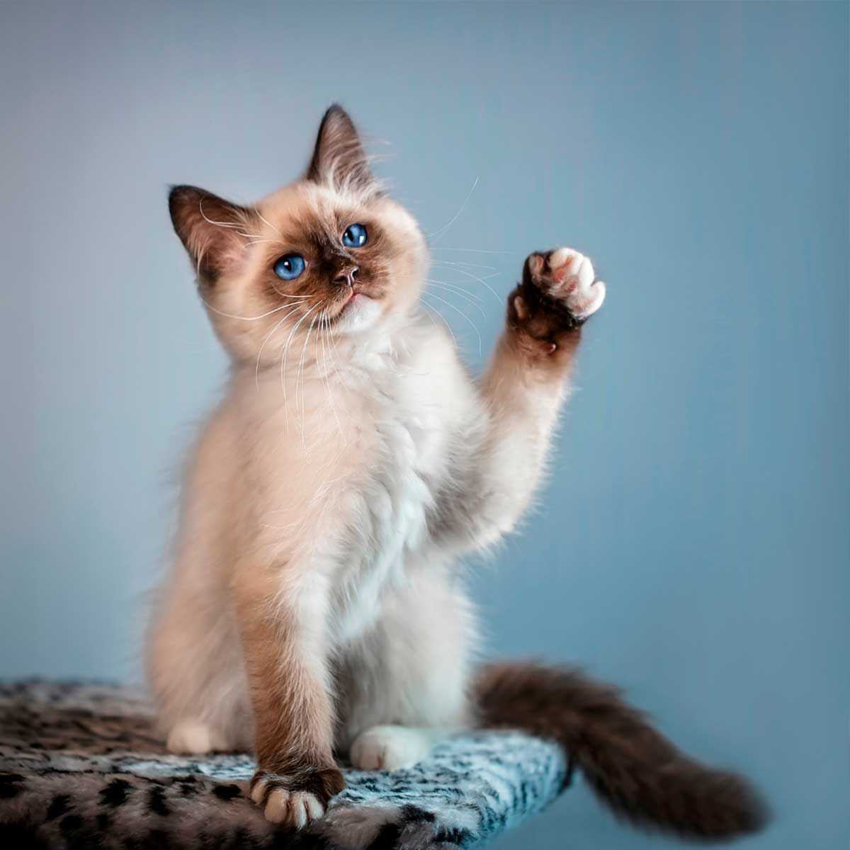 Gato Siamês: Elegância e Mistério em Quatro Patas