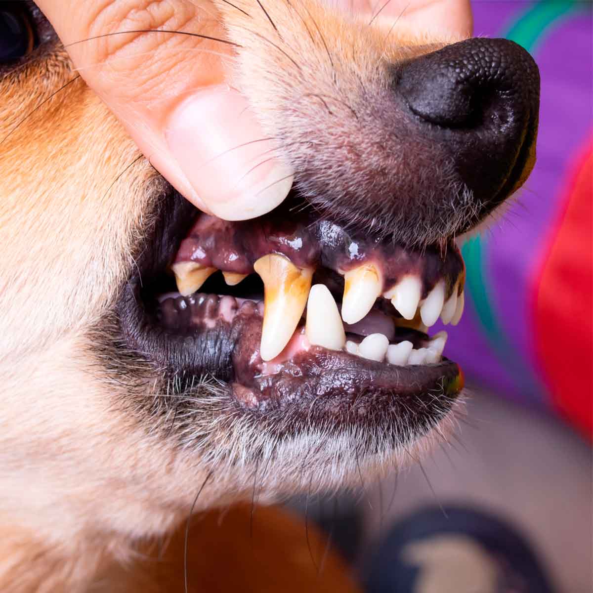 Tártaro em Cachorro: Saiba a Causa e Sintomas